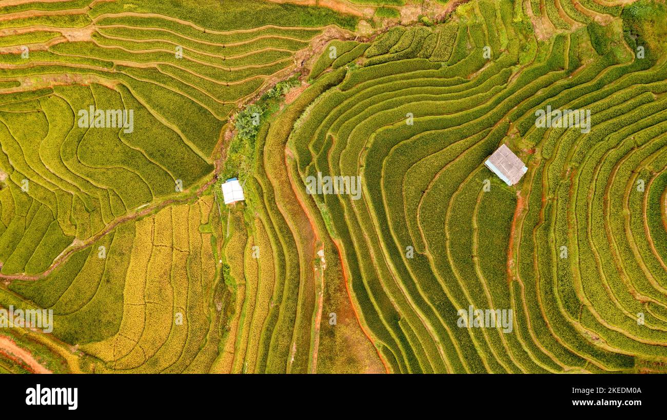 Rice fields on terraced of Mu Cang Chai, YenBai, Vietnam. Rice fields ...