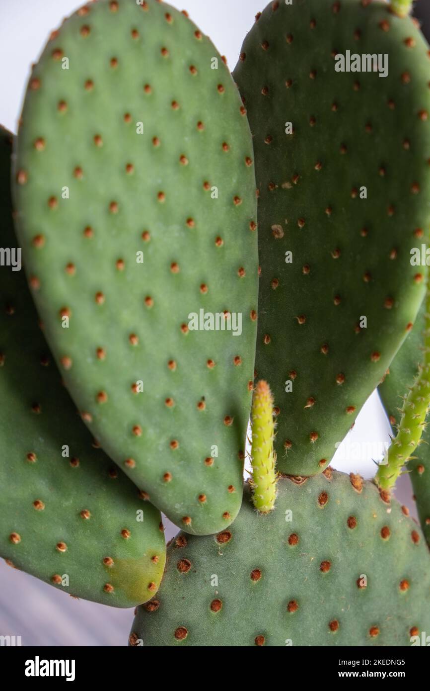 Detail of opuntia cactus potted plant. Succulent plant in pot on table ...