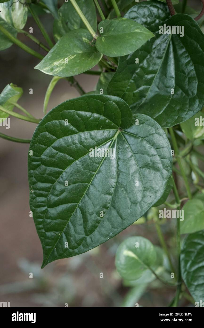 betel leaf or Piper Betle Linn, natural antiseptic or antibiotic Stock ...