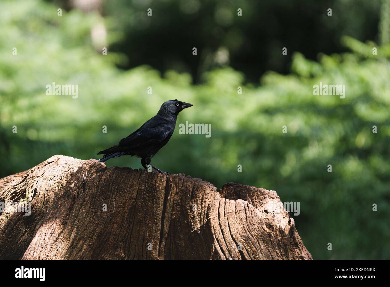 A closeup shot of a common blackbird in its natural habitat Stock Photo ...