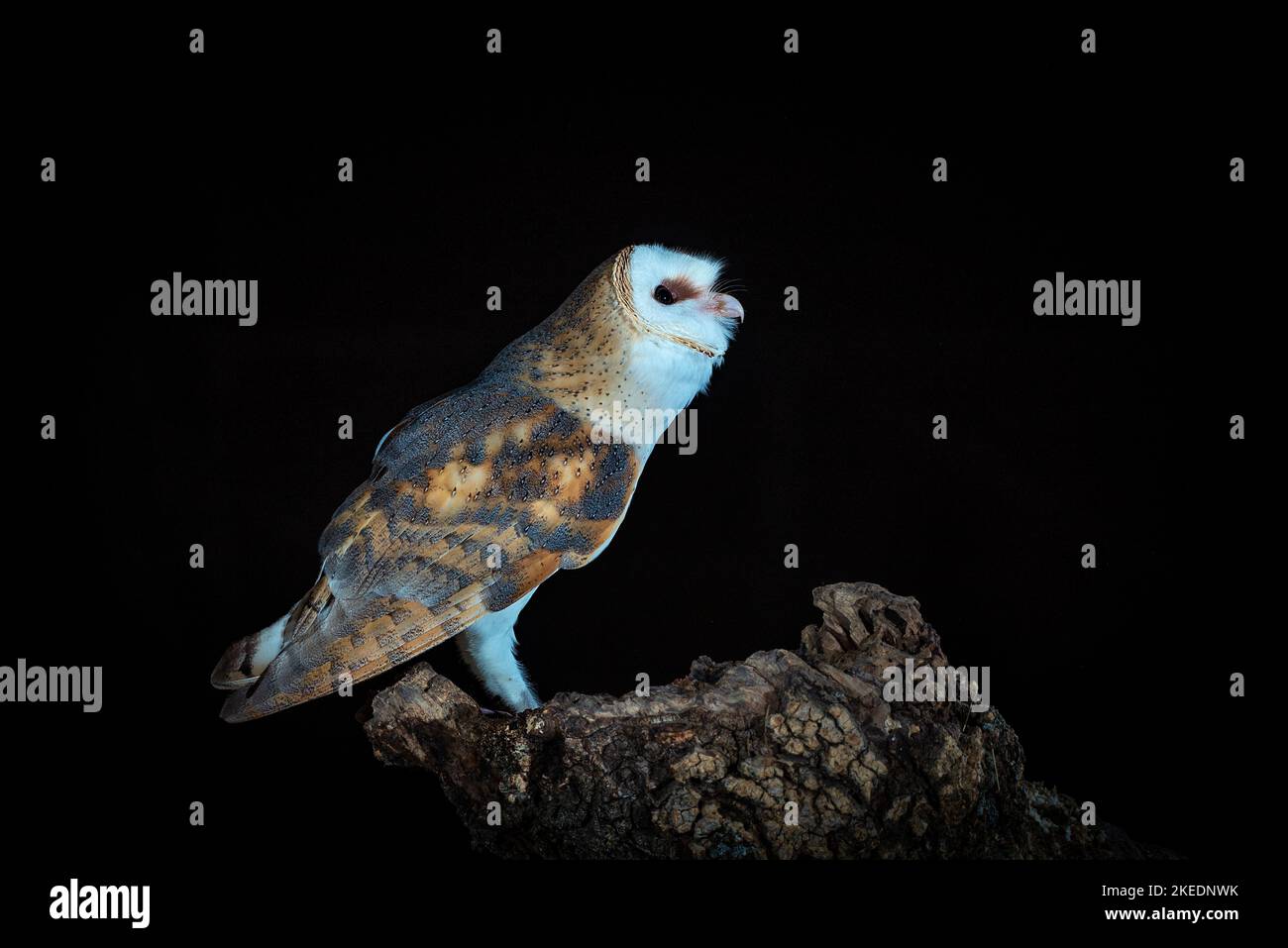 Barn owl perched on his watchtower in the dark night Stock Photo - Alamy