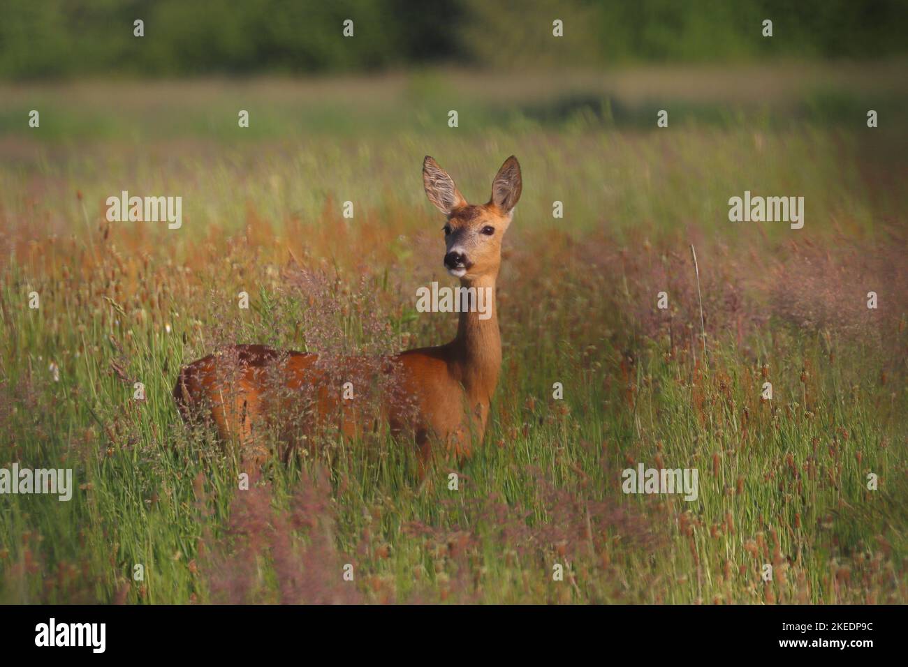 A cute deer standing in a field Stock Photo - Alamy