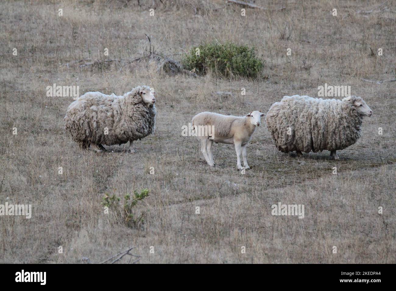 Sheep shave australia hi-res stock photography and images - Alamy