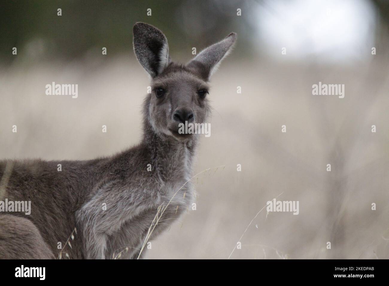 A western grey kangaroo in outback South Australia Stock Photo - Alamy