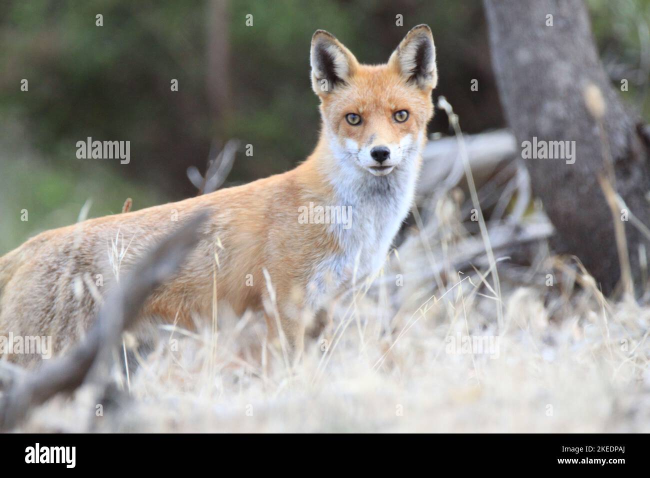 A fox in outback South Australia Stock Photo - Alamy