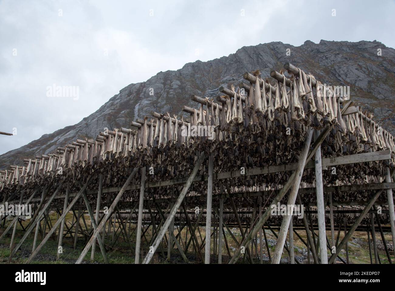 Cod skeleton hi-res stock photography and images - Alamy