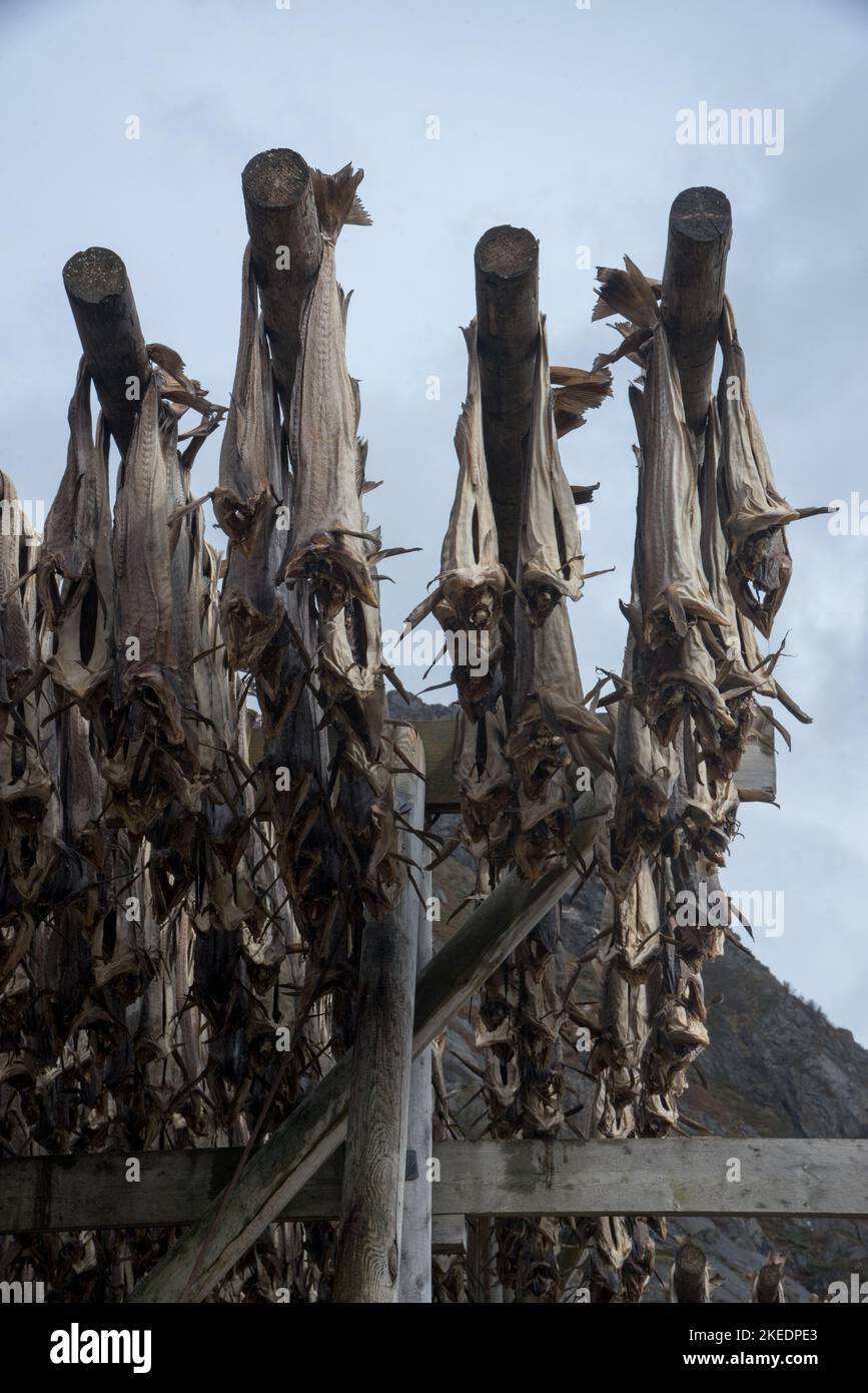 Cod skeleton hi-res stock photography and images - Alamy