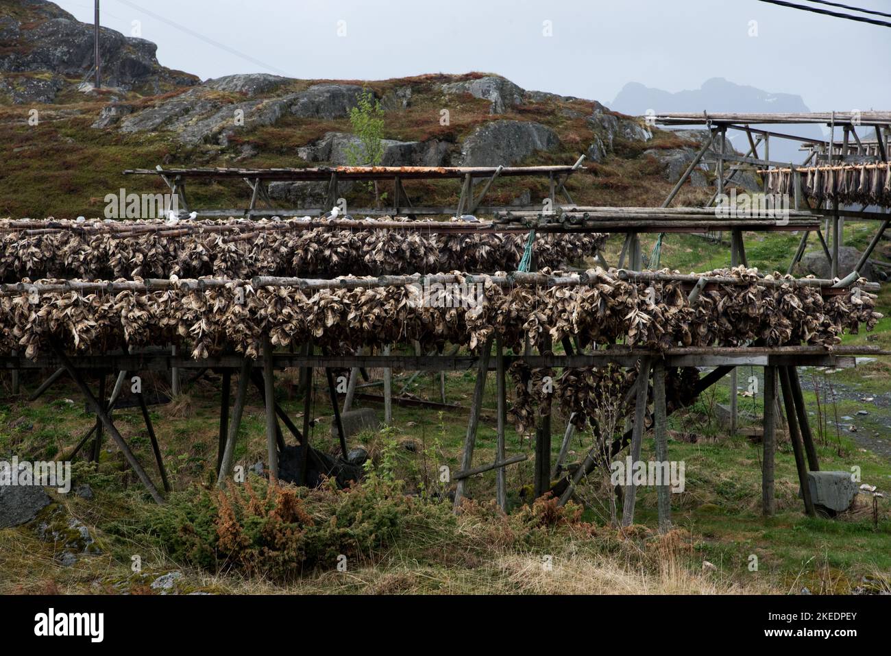 Stockfish hanging in Sund which is a tiny and pictoresque fishing ...