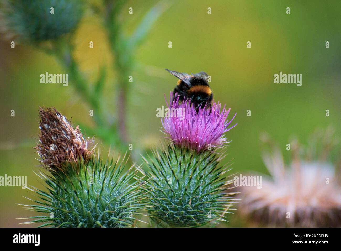 Flower tasmania bumblebee bee hi-res stock photography and images - Alamy