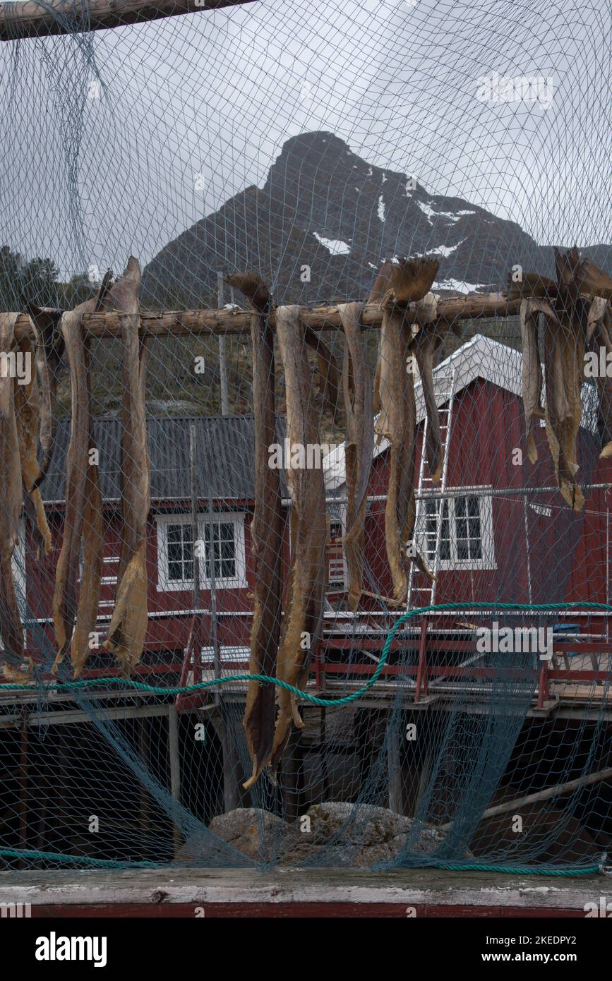 Cod skeleton hi-res stock photography and images - Alamy