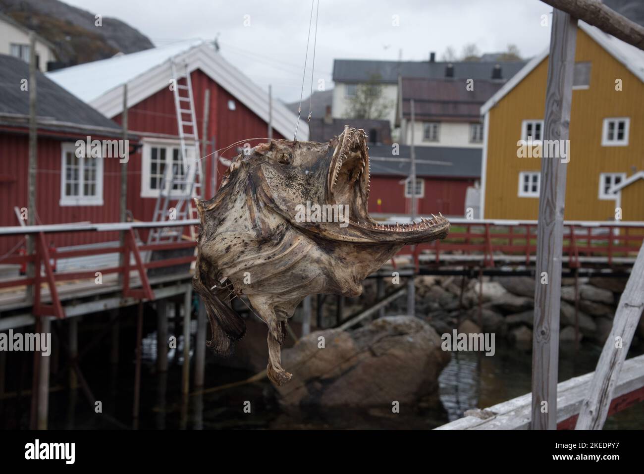 Stockfish hanging in Nusfjord which is a tiny and pictoresque fishing ...