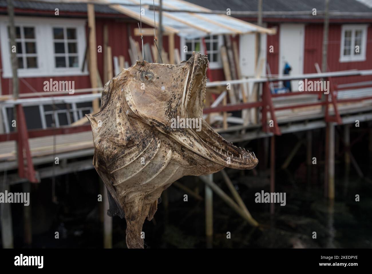 Stockfish hanging in Nusfjord which is a tiny and pictoresque fishing ...