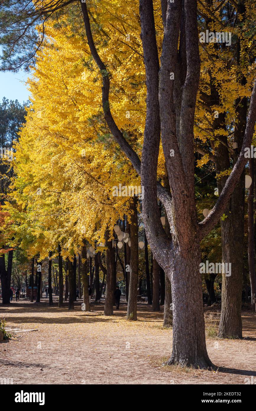 Beautiful Namiseom Nami Island on Han river in South Korea during ...