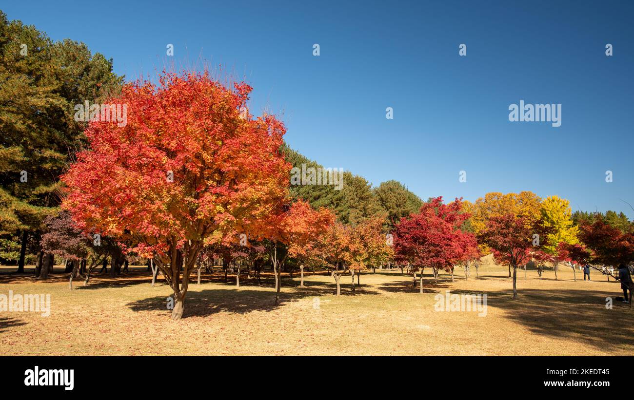 Beautiful Namiseom Nami Island on Han river in South Korea during ...