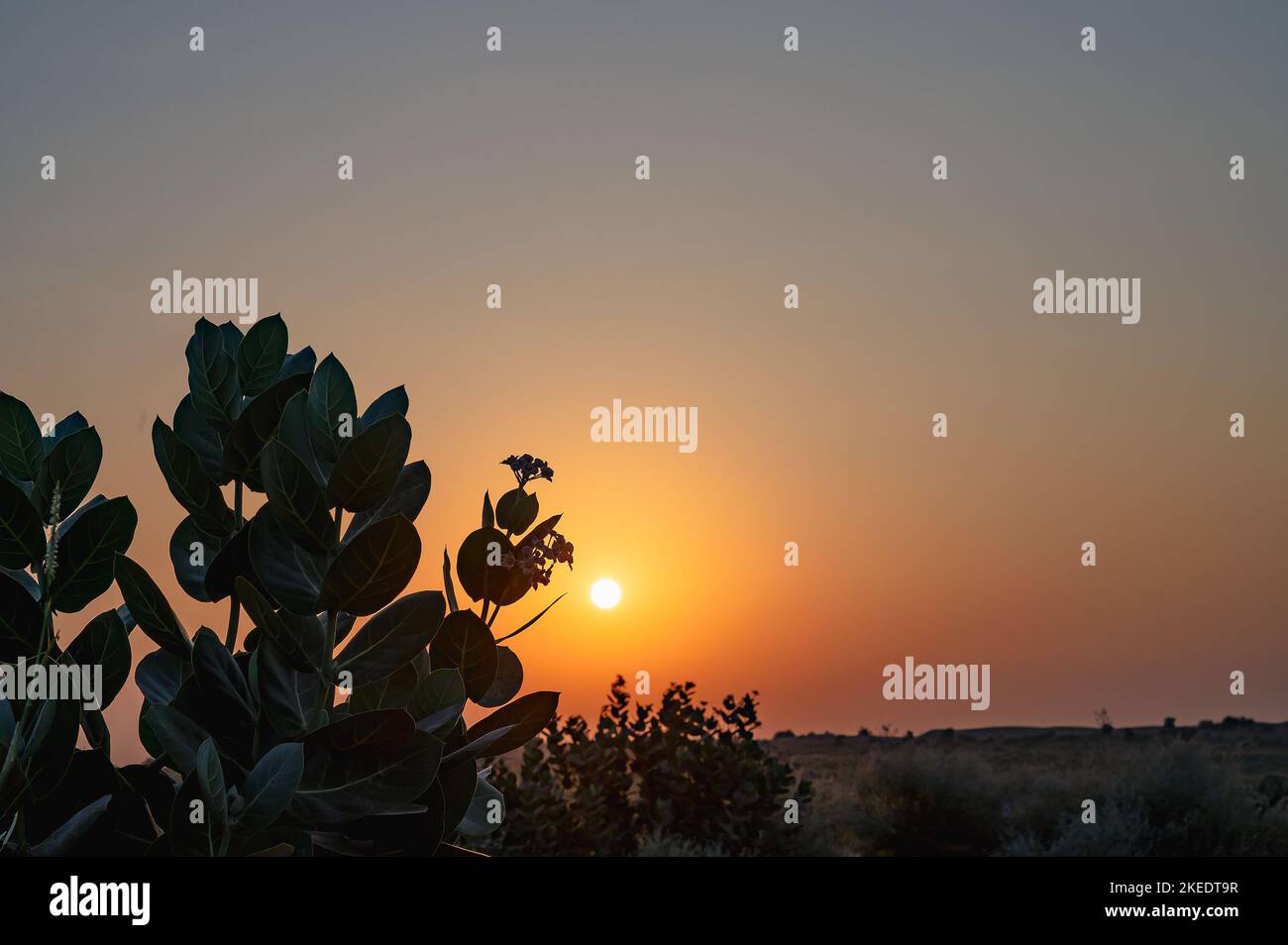 Sun rising at the horizon of Thar desert, Rajasthan, India. Tourists from across India visits to ...