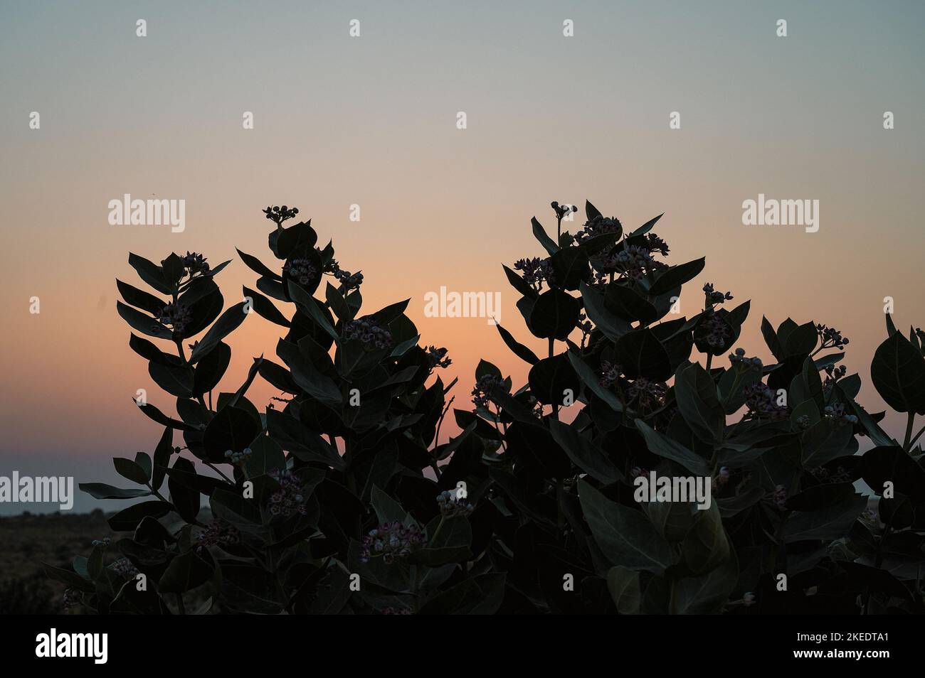 View of Thar desert sand dunes , pre dawn light before sun rise ...