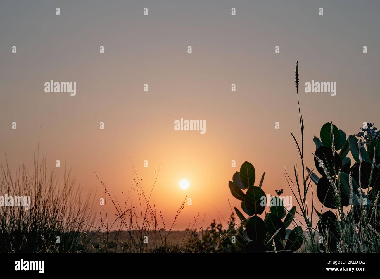 Sun rising at the horizon of Thar desert, Rajasthan, India. Tourists from across India visits to ...