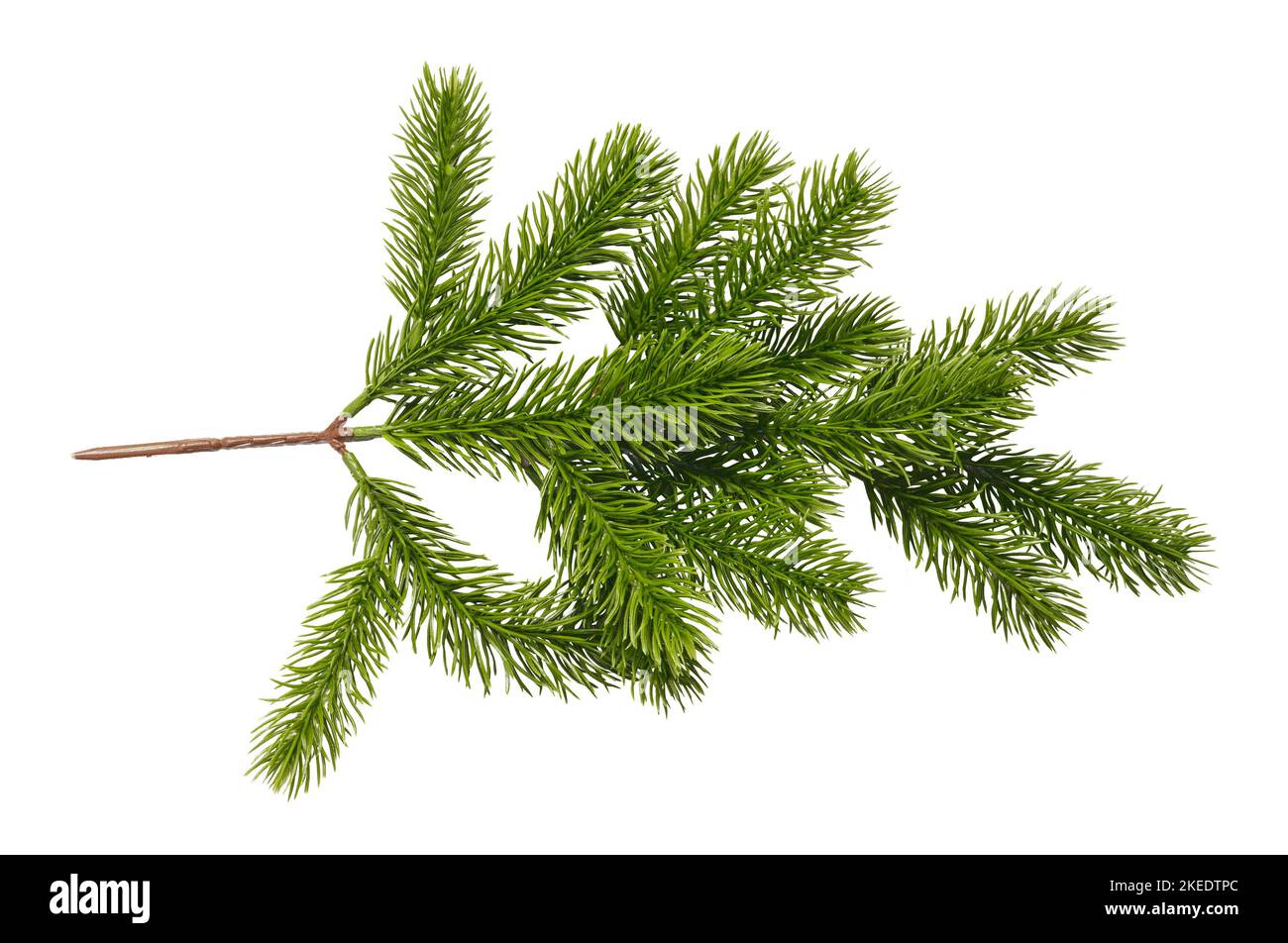 Christmas tree branch isolated Stock Photo - Alamy