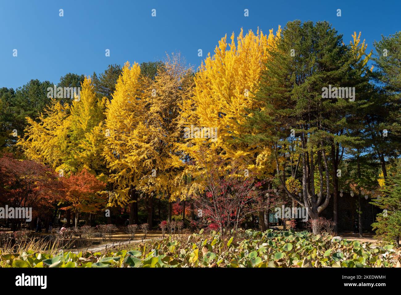 Beautiful Namiseom Nami Island on Han river in South Korea during ...