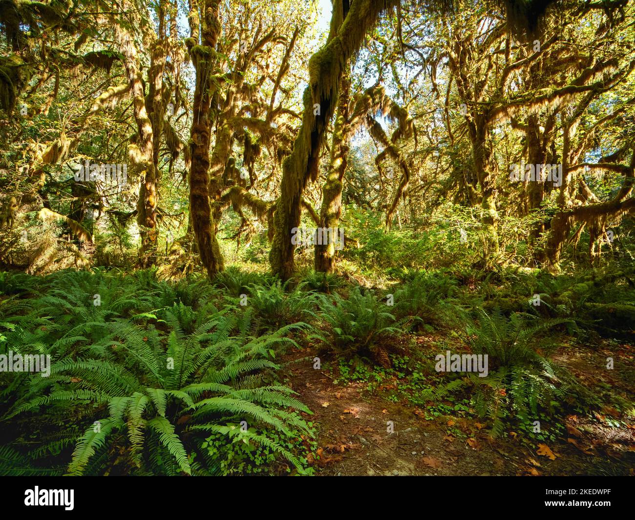 The Maple Grove and western sword ferns on a sunny day. Hoh Rainforest ...