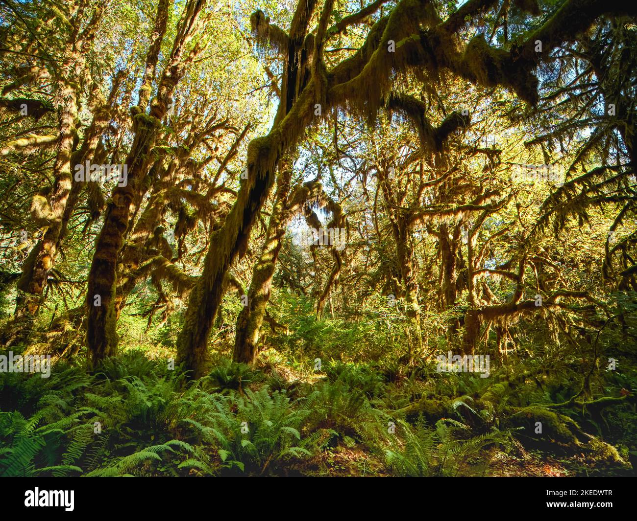 The Maple Grove and western sword ferns on a sunny day. Hoh Rainforest ...