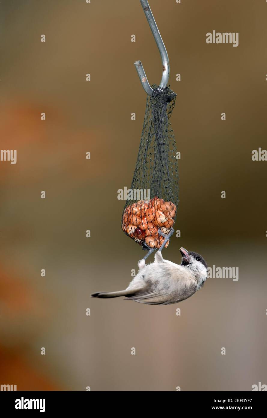 Hungry bird eating food of a feeder Stock Photo - Alamy