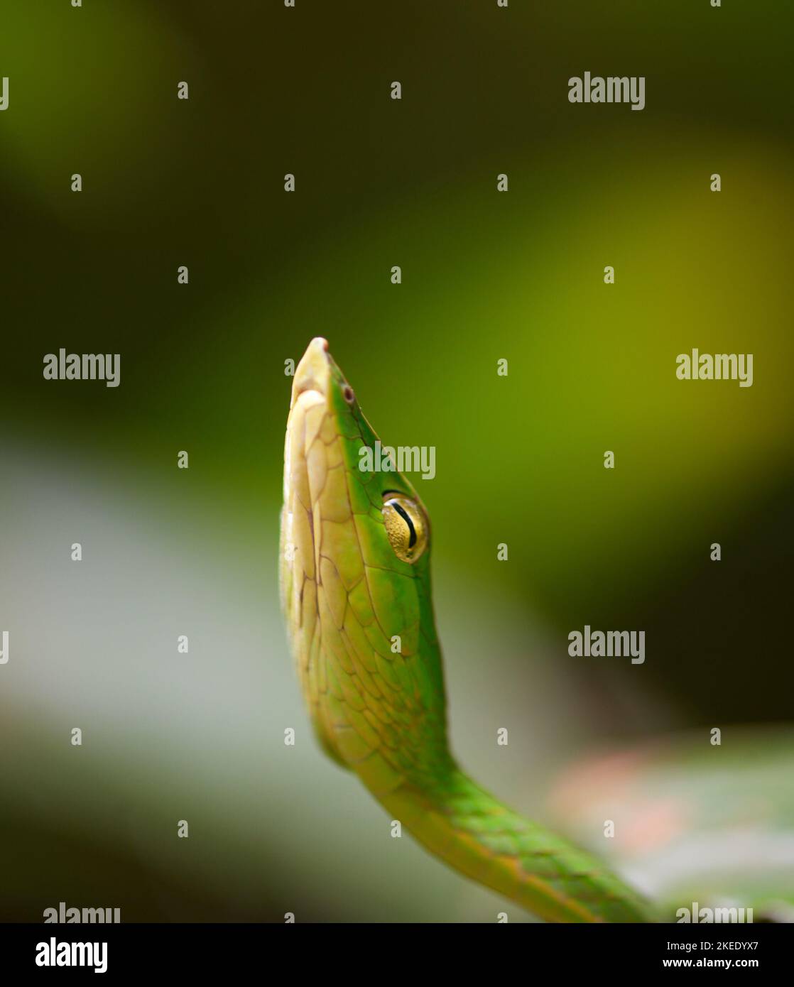 Green Vine Snake Stock Photo - Alamy