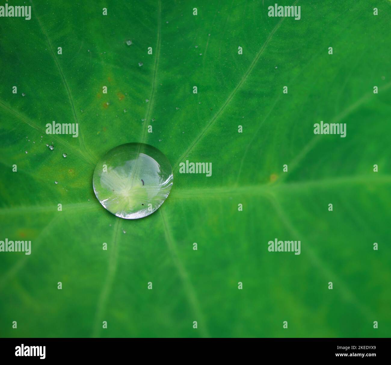 Elephant Ear Leaf Stock Photo - Alamy