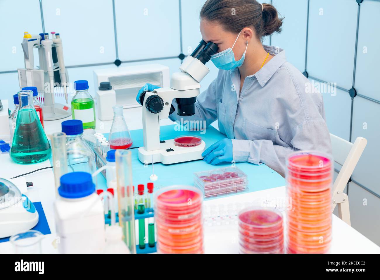 young woman laboratory assistant examining microflora cultures on petri ...