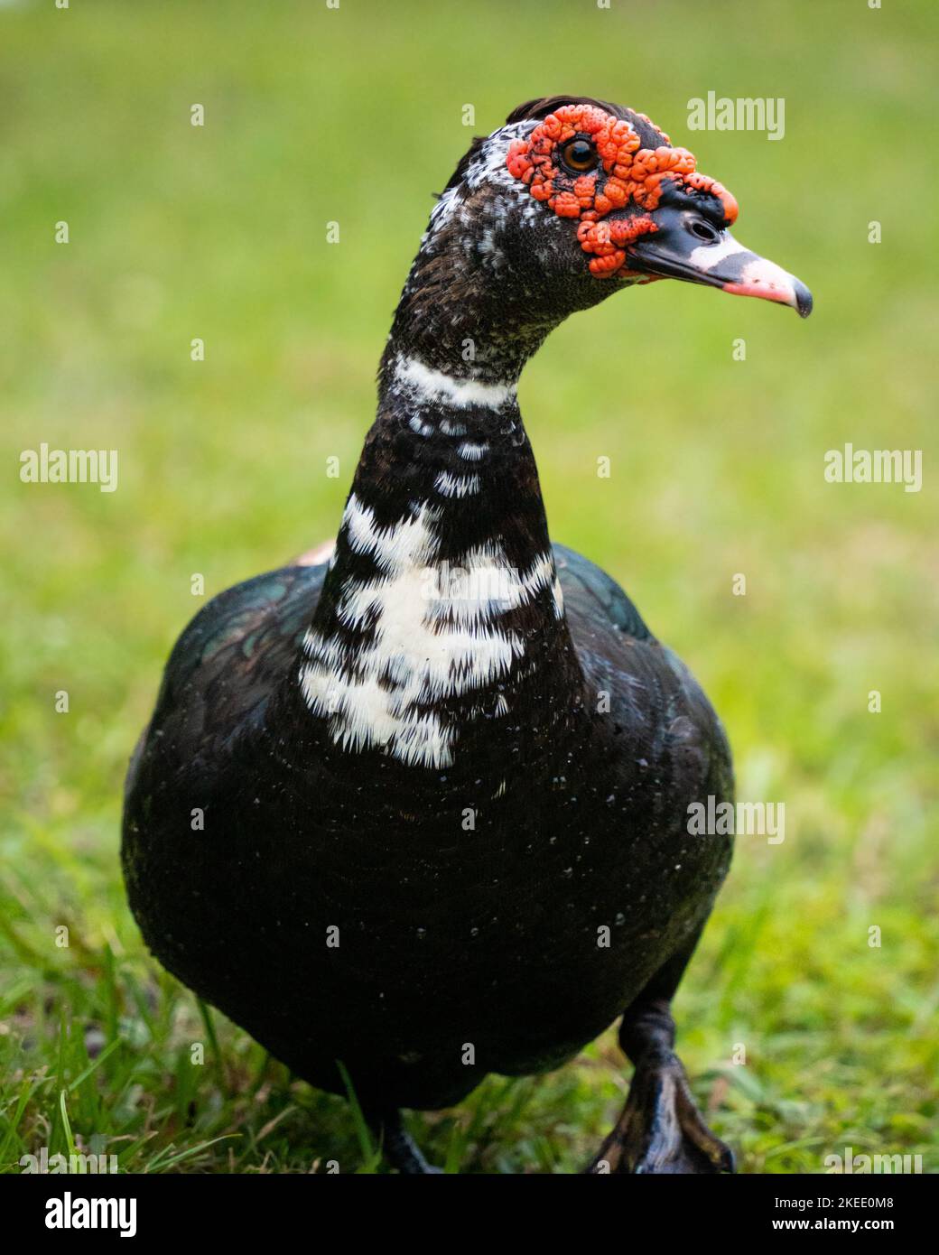 A free roaming duck portrait taken in Florida Stock Photo - Alamy