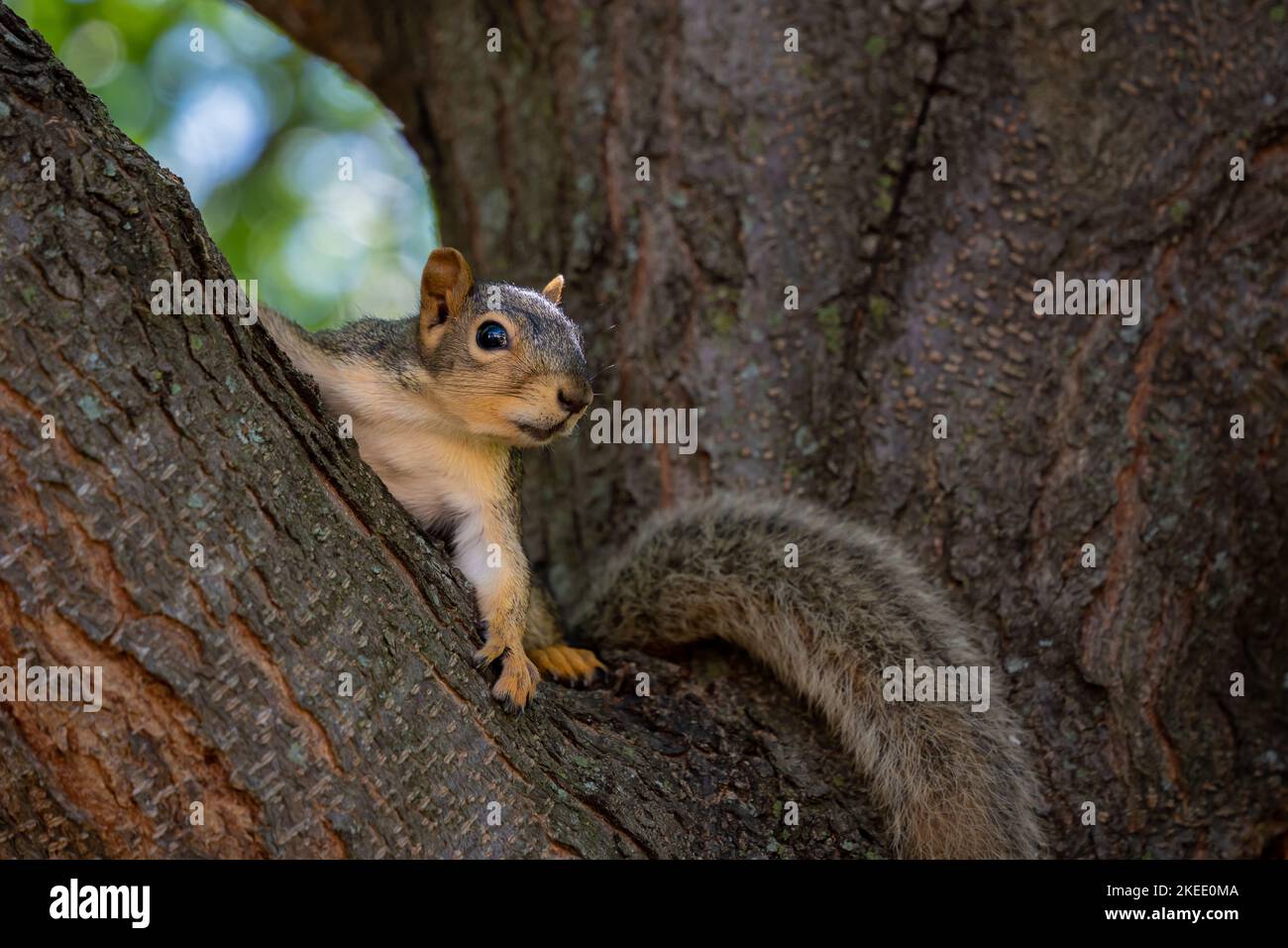 A curious Squirrel Stock Photo - Alamy