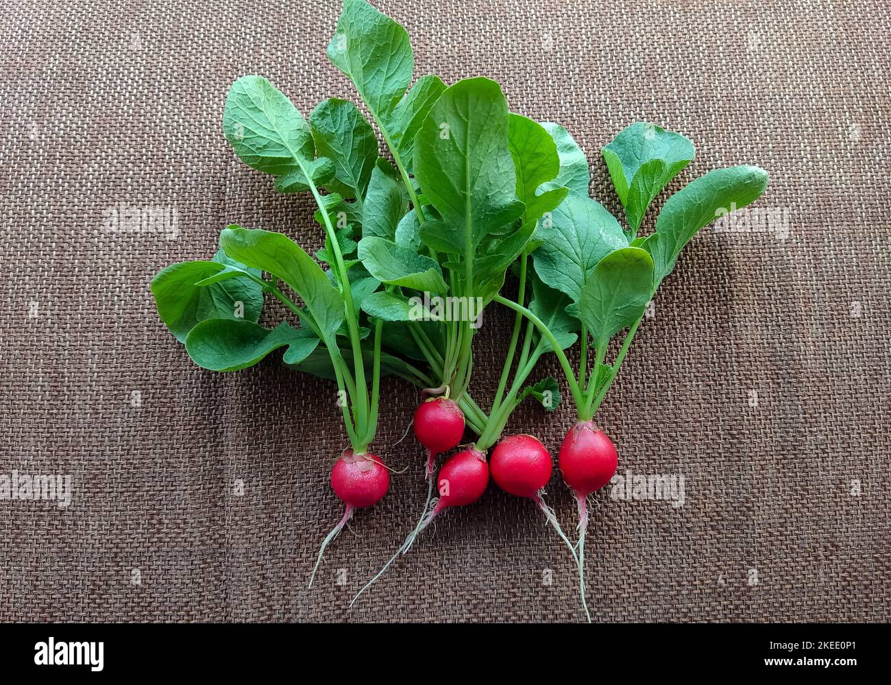 The radish is an edible root vegetable of the family Brassicaceae that ...