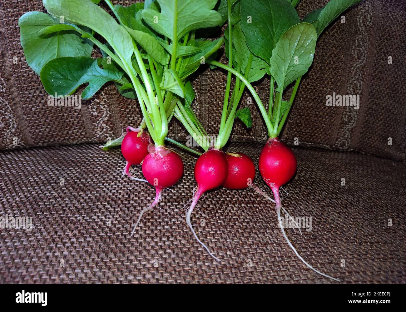 The radish is an edible root vegetable of the family Brassicaceae that ...