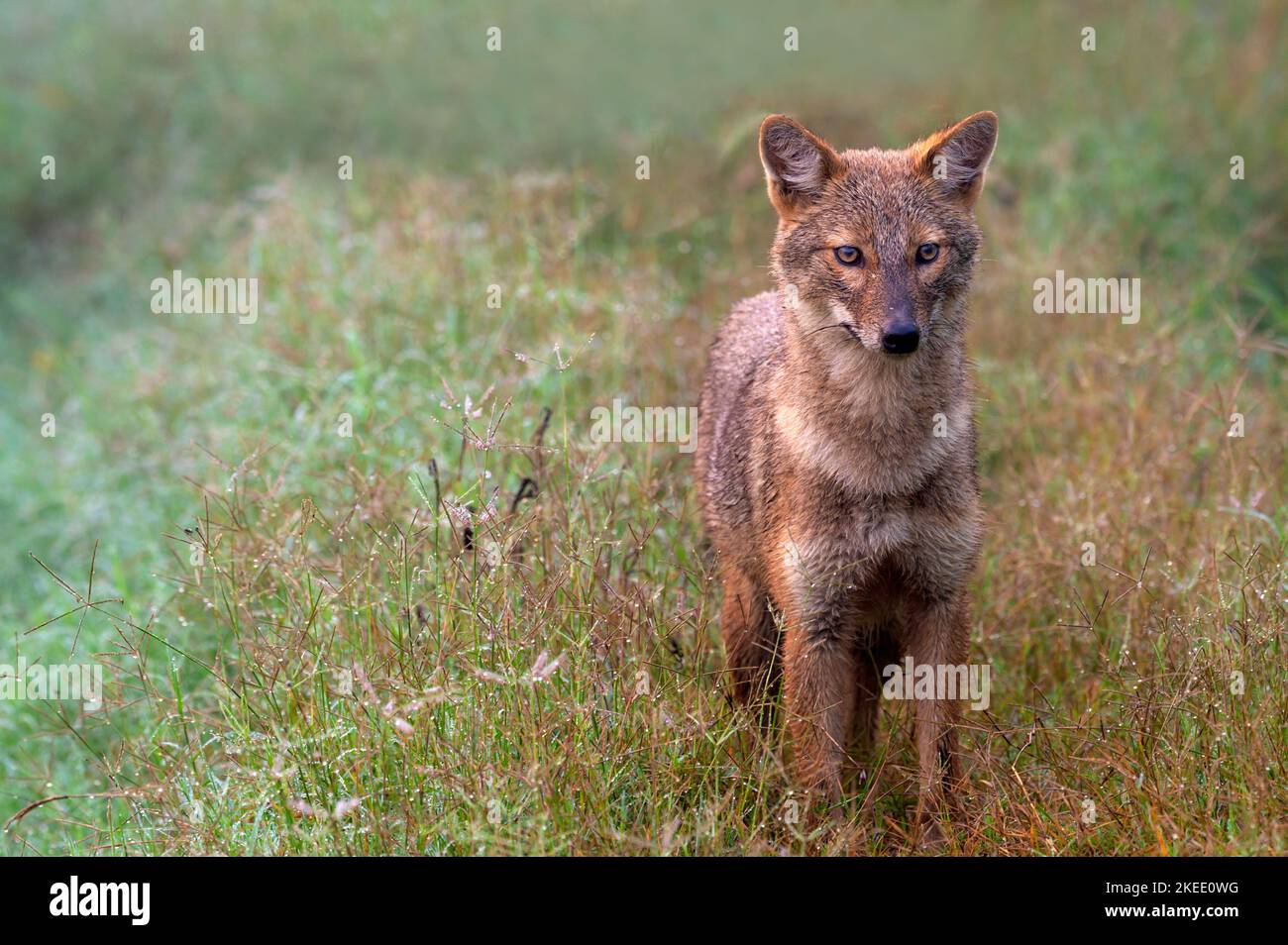 portrait of jackal. The golden jackal, also called common jackal, is a ...