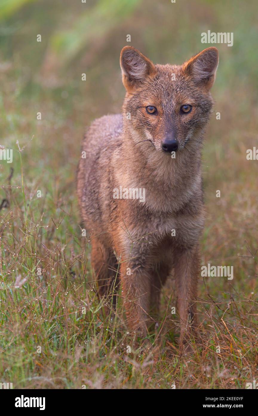 portrait of jackal. The golden jackal, also called common jackal, is a ...