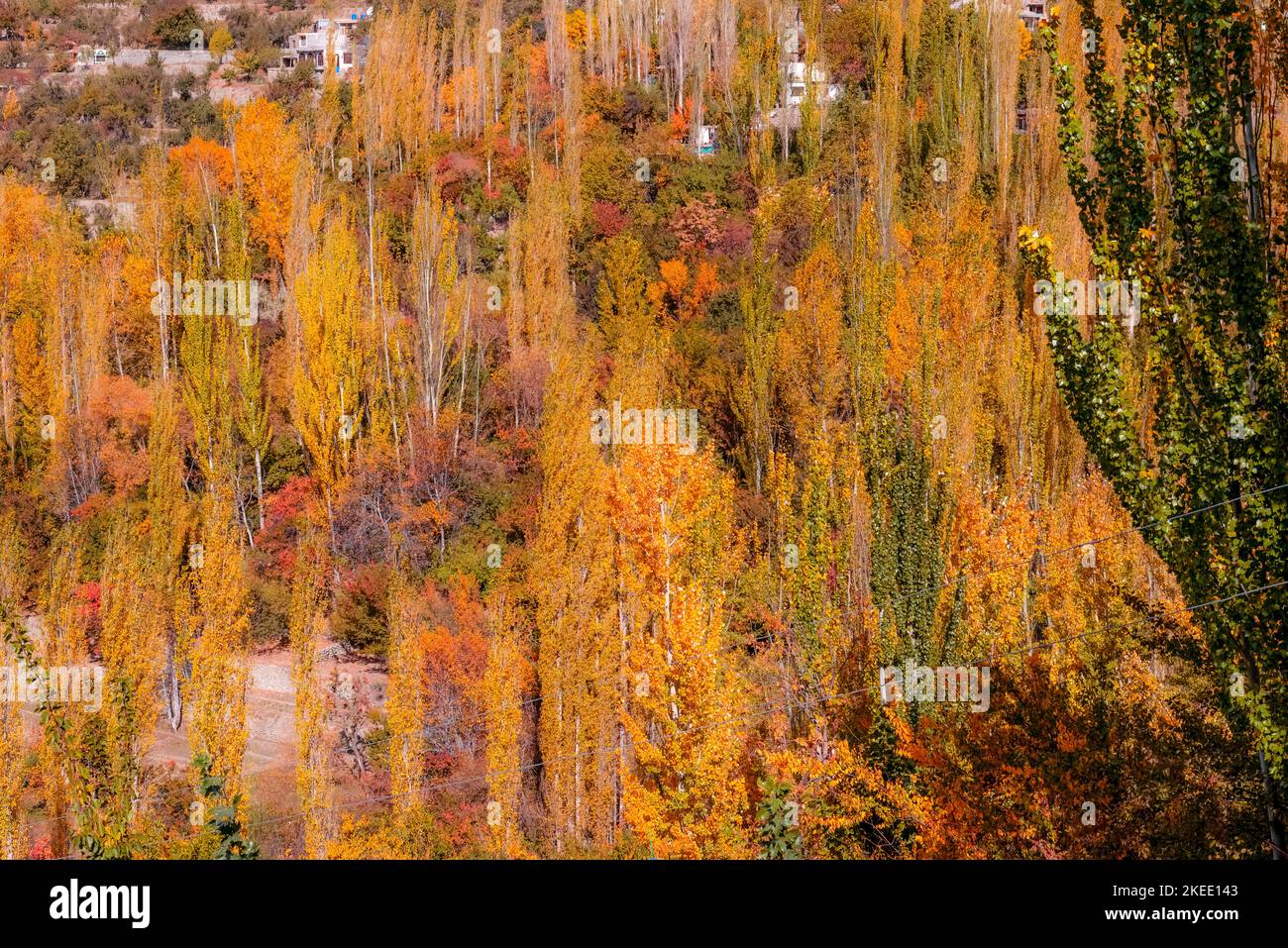 landscape of autumn trees and snow mountains in background Stock Photo ...