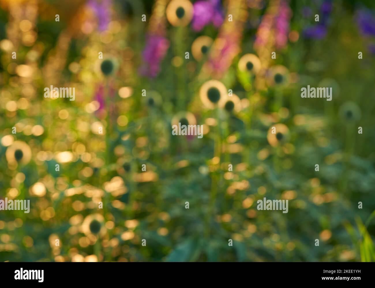 Globe Thistle flowers. Blue Globe Thistle Flowers, known as Echinops ...