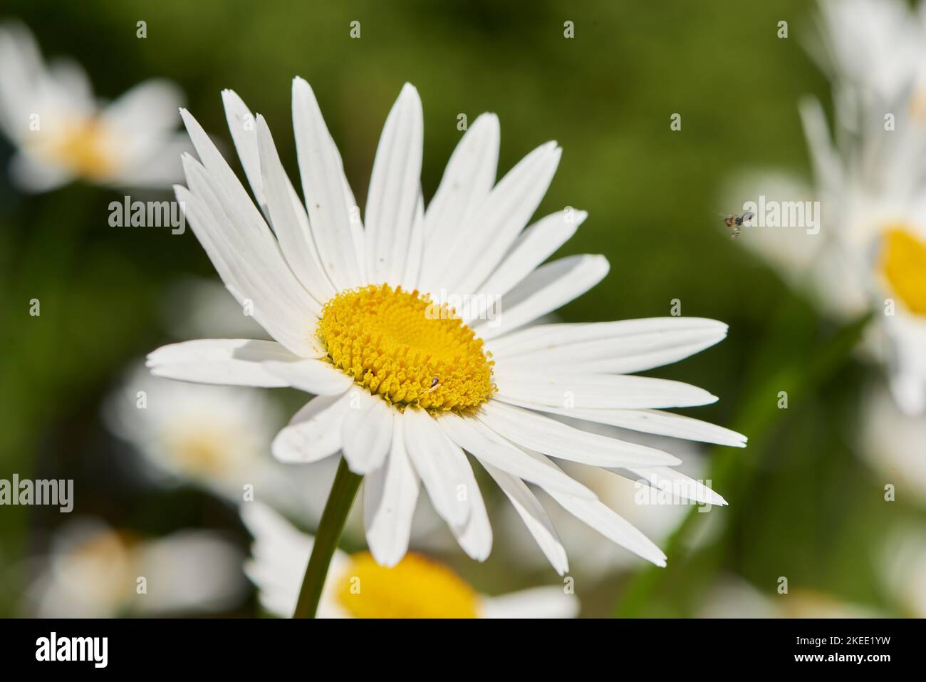 Flower flowers plant plants landscape design hi-res stock photography ...