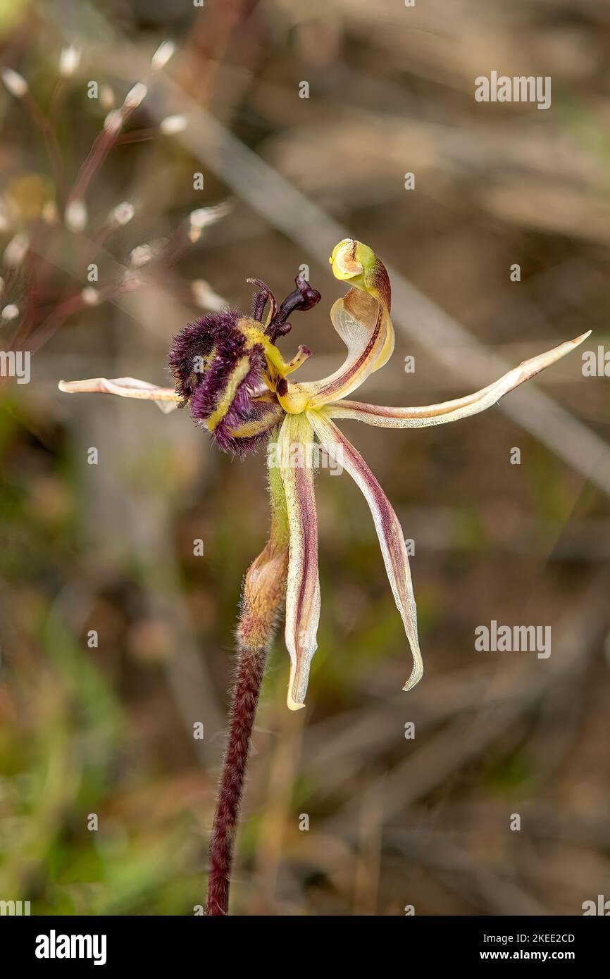 Caladenia barbarossa, Dragon Orchid Stock Photo - Alamy