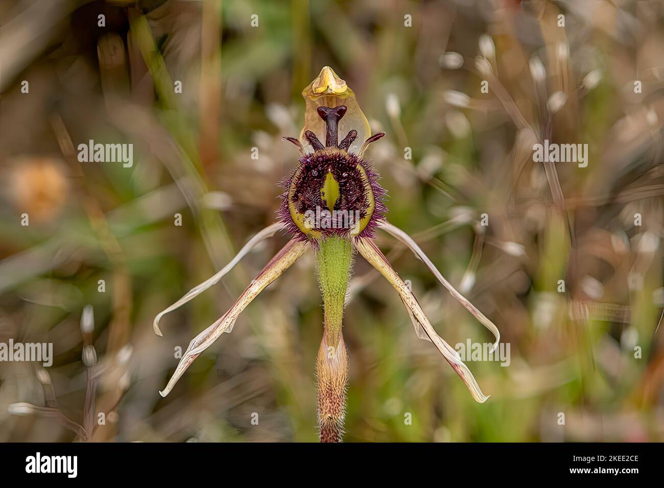 Caladenia barbarossa, Dragon Orchid Stock Photo - Alamy