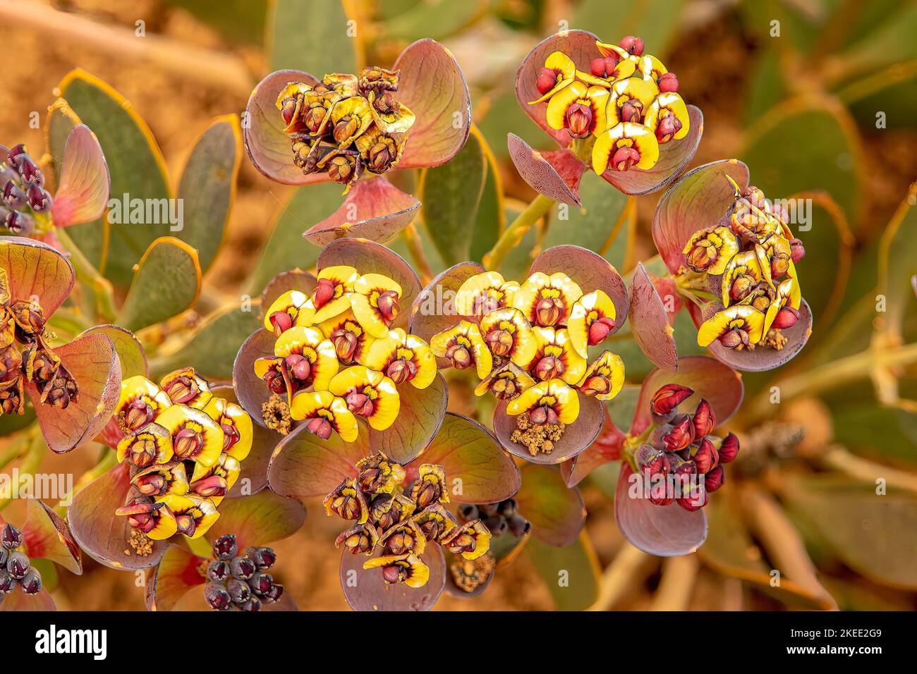 Daviesia park hi-res stock photography and images - Alamy