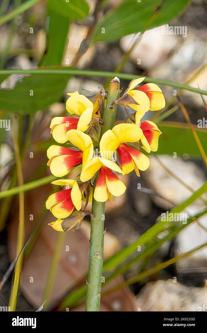 Australian native pea flower hi-res stock photography and images - Alamy