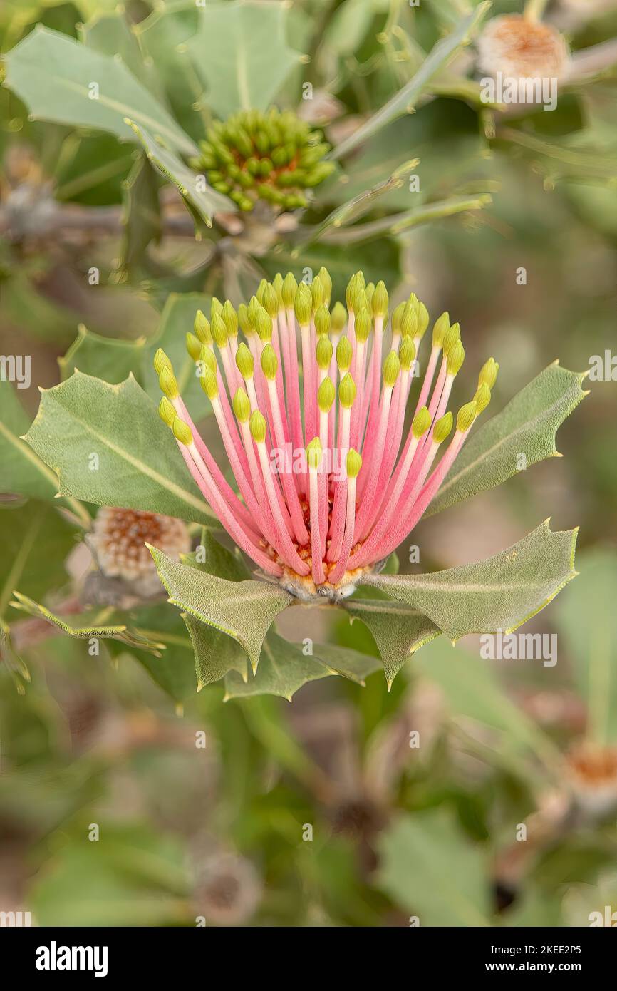 Stirling range national park banksia hi-res stock photography and ...
