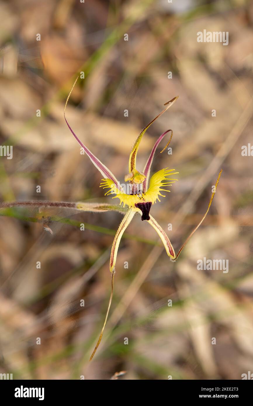 Caladenia falcata, Green Spider Orchid Stock Photo - Alamy