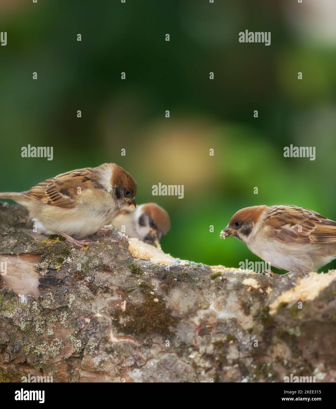 Sparrow. Sparrows are a family of small passerine birds, Passeridae ...