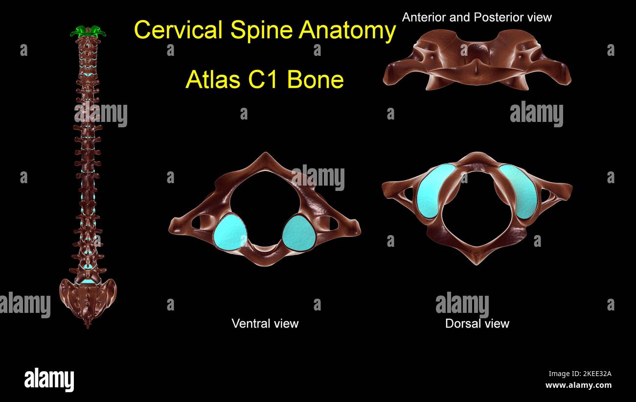 Cervical spine C 1 Atlas bone anatomy for medical concept 3D ...