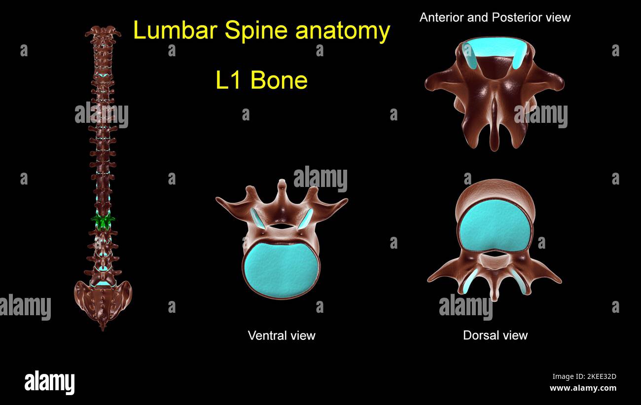 Lumbar spine L 1 bone anatomy for medical concept 3D Illustration with ...