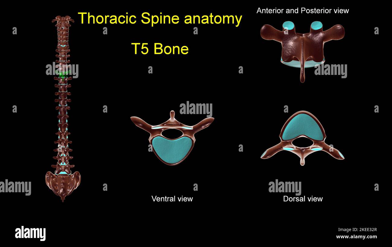 Thoracic spine T 5 bone anatomy for medical concept 3D Illustration ...