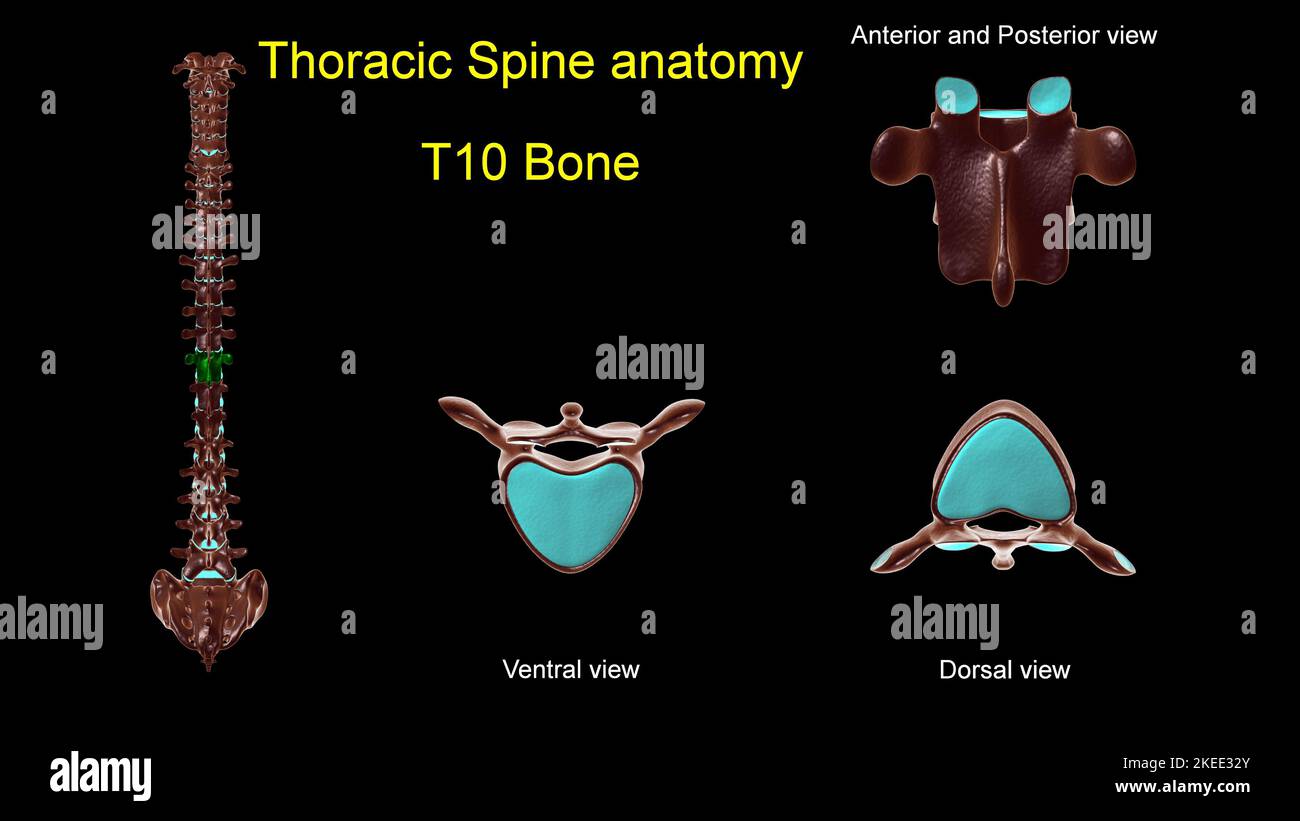 Thoracic spine T 10 bone anatomy for medical concept 3D Illustration ...