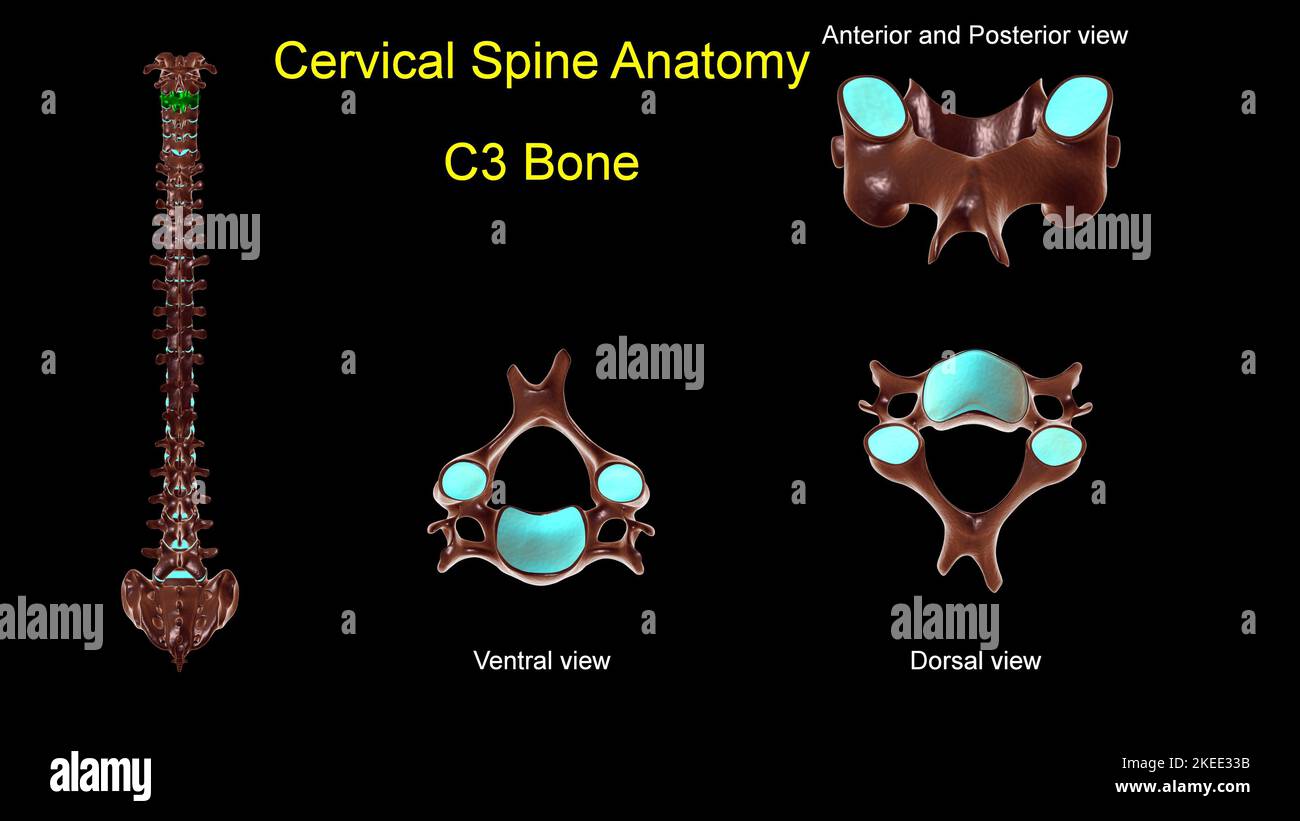 Cervical spine C 3 bone anatomy for medical concept 3D Illustration ...